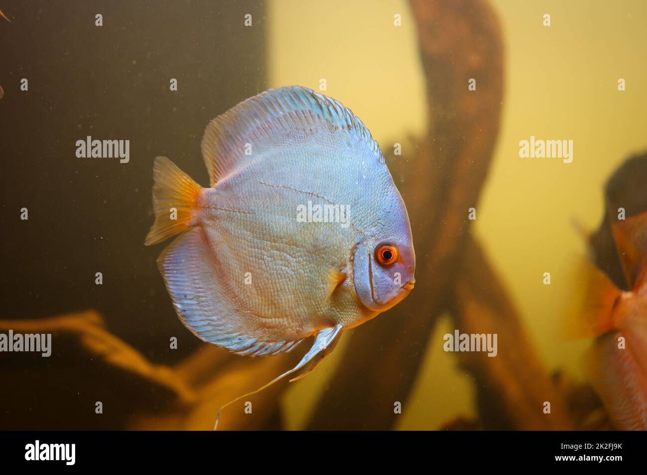 Portrait of a beautiful colored discus discus cichlid in a blackwater ...
