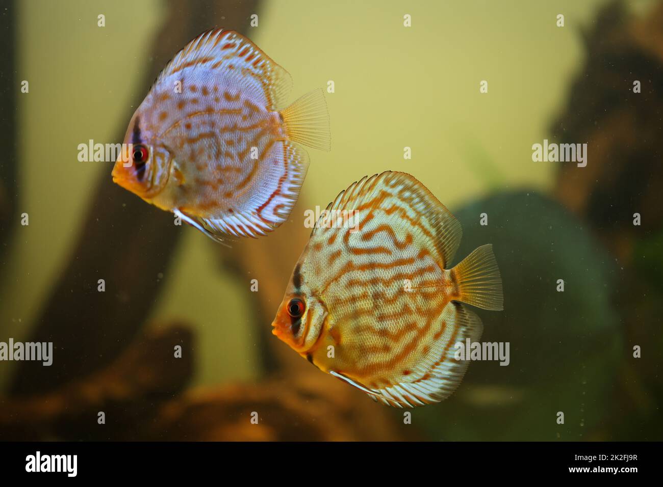 Portrait of a beautiful colored discus discus cichlid in a blackwater ...
