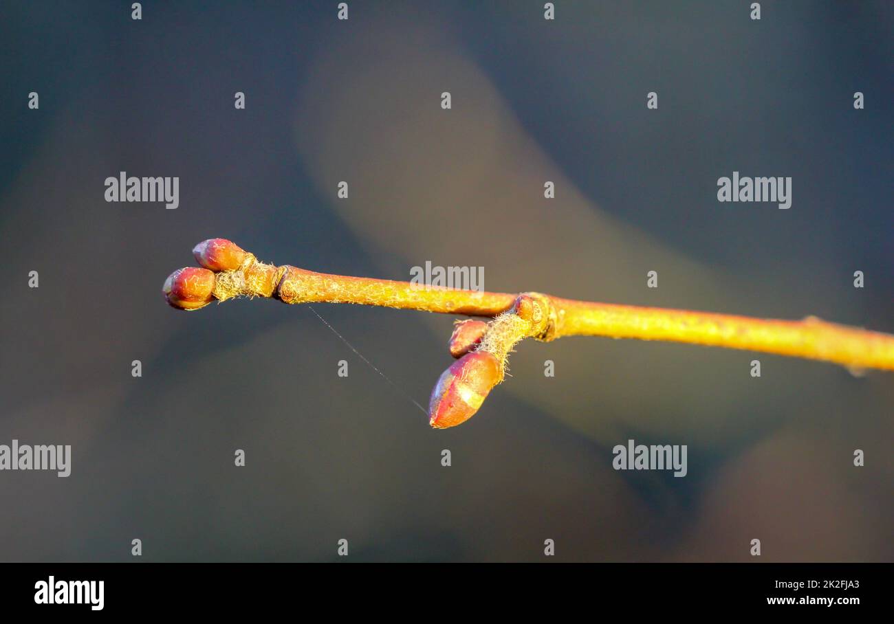 The first shoots of a tree, a shrub in the spring Stock Photo - Alamy