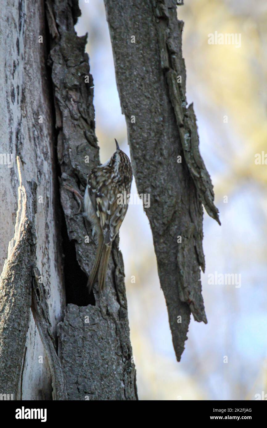 A garden treecreeper, Certhia brachydactyla brings nesting material to ...