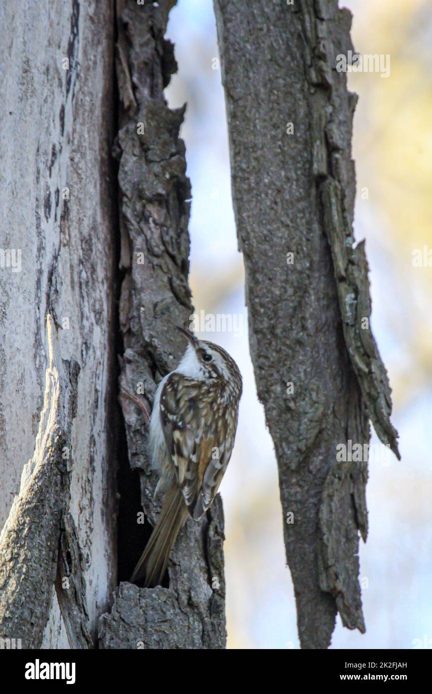 A garden treecreeper, Certhia brachydactyla brings nesting material to ...