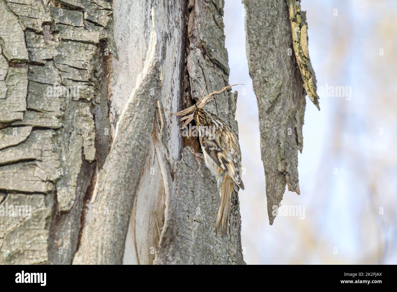A garden treecreeper, Certhia brachydactyla brings nesting material to ...