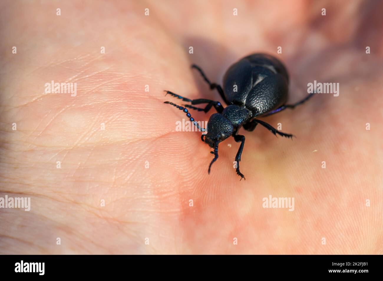 Portrait of a black blue oil beetle. These beetles are poisonous and ...
