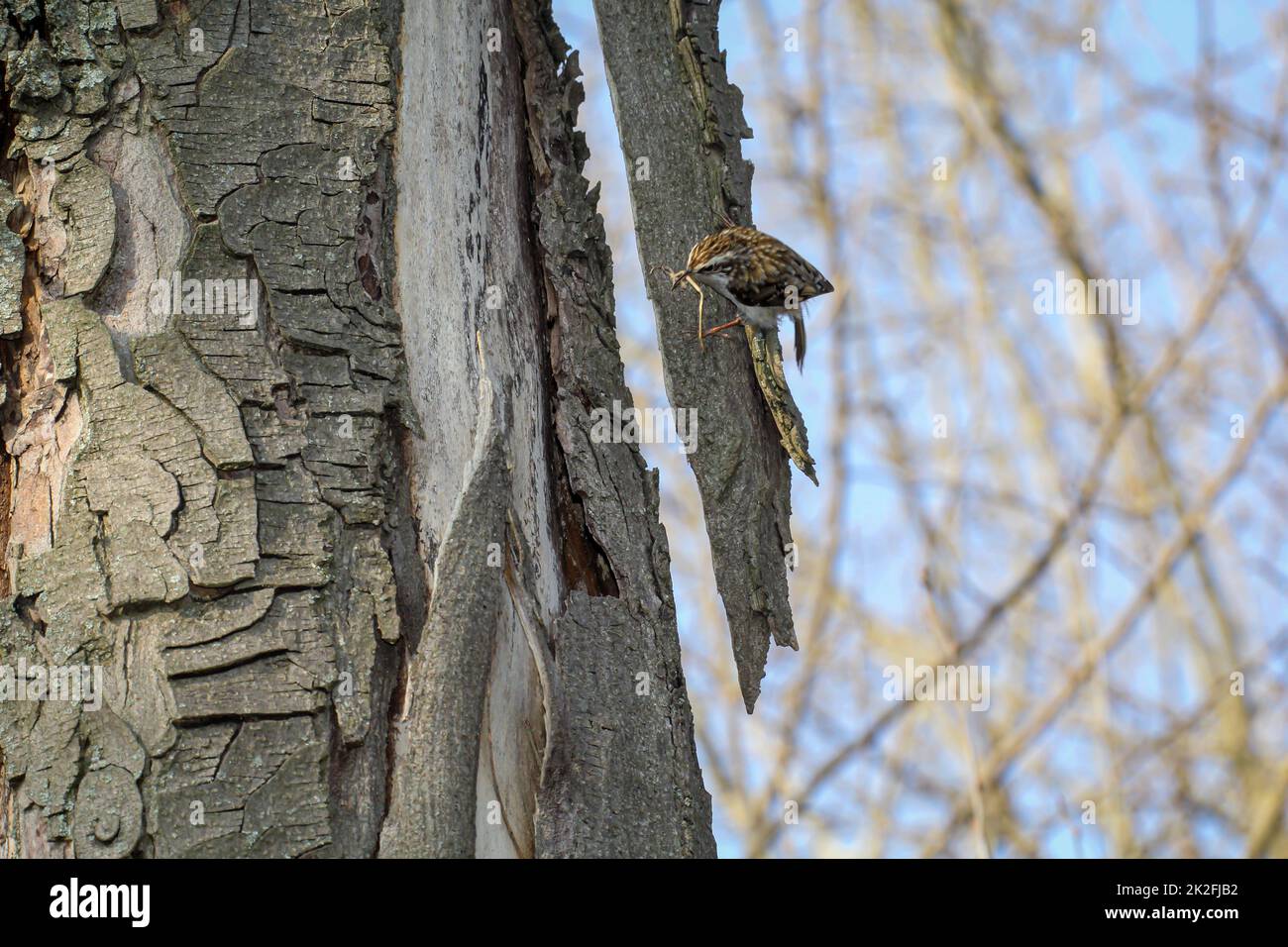 A garden treecreeper, Certhia brachydactyla brings nesting material to ...