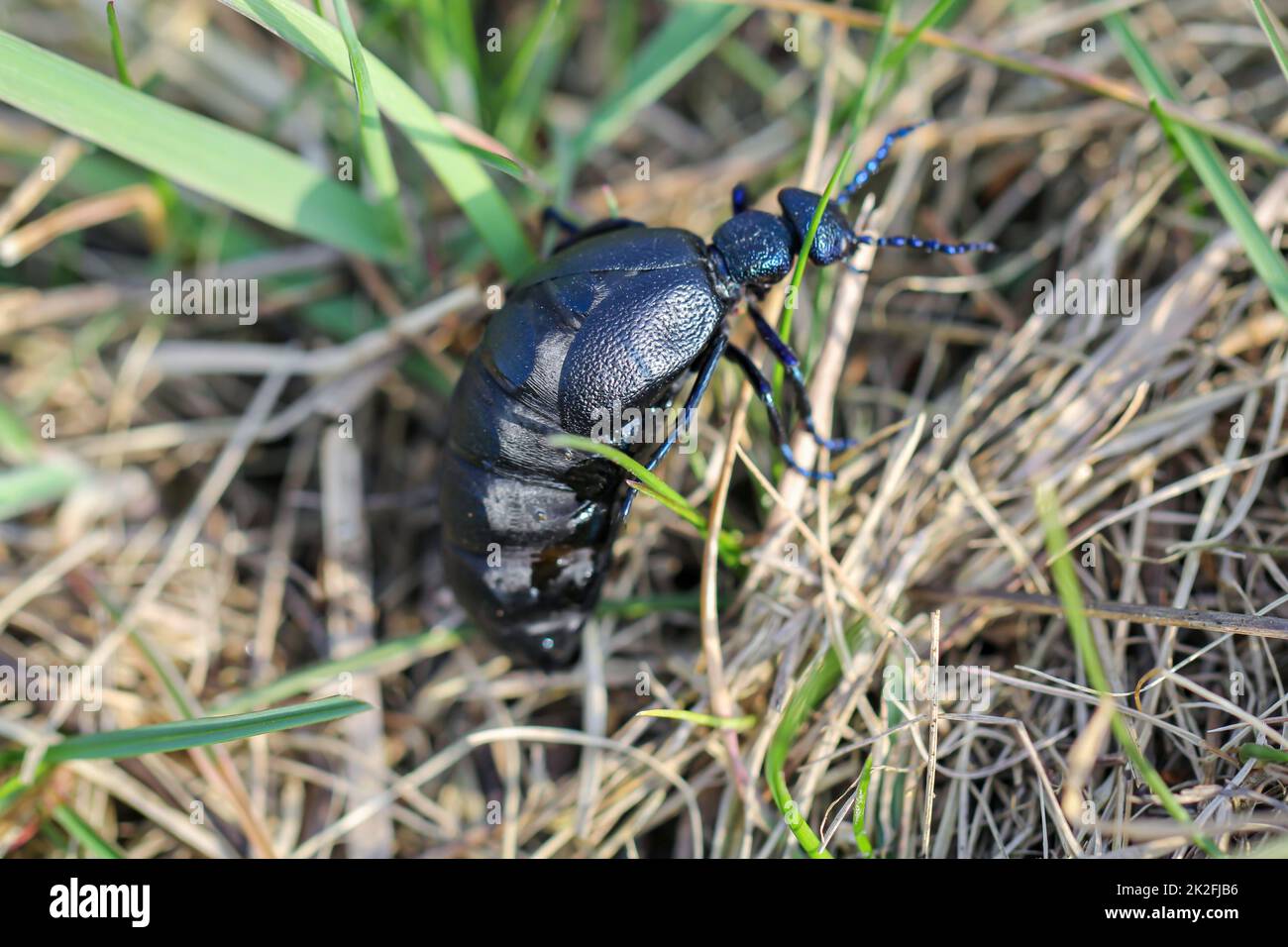 Portrait of a black blue oil beetle. These beetles are poisonous and ...