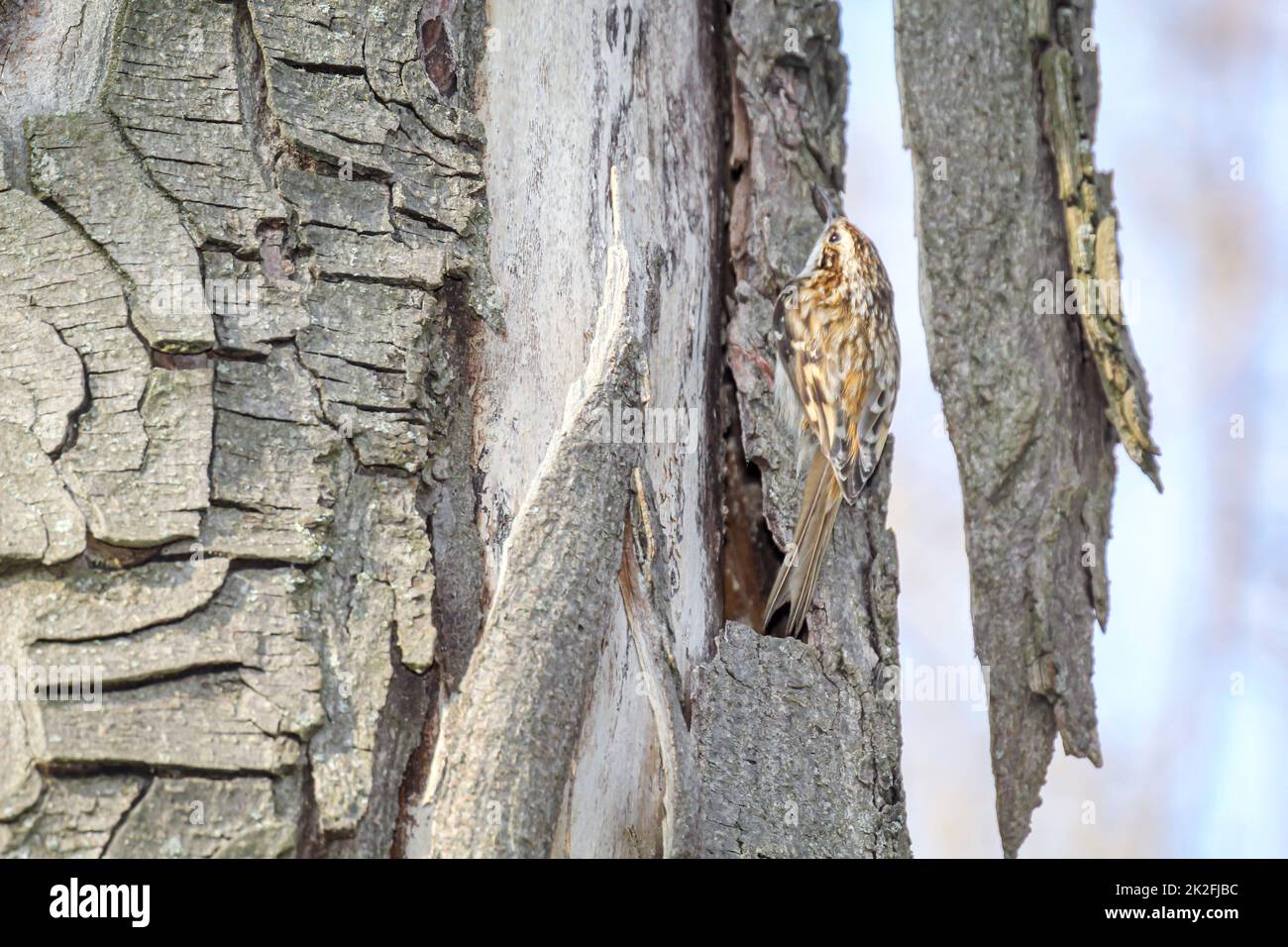 A garden treecreeper, Certhia brachydactyla brings nesting material to ...