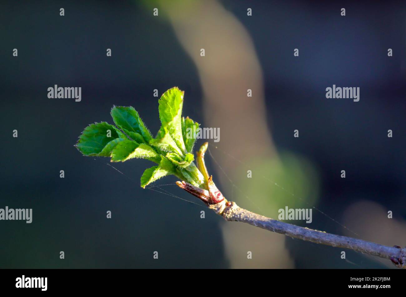 The first shoots of a tree, a shrub in the spring Stock Photo - Alamy