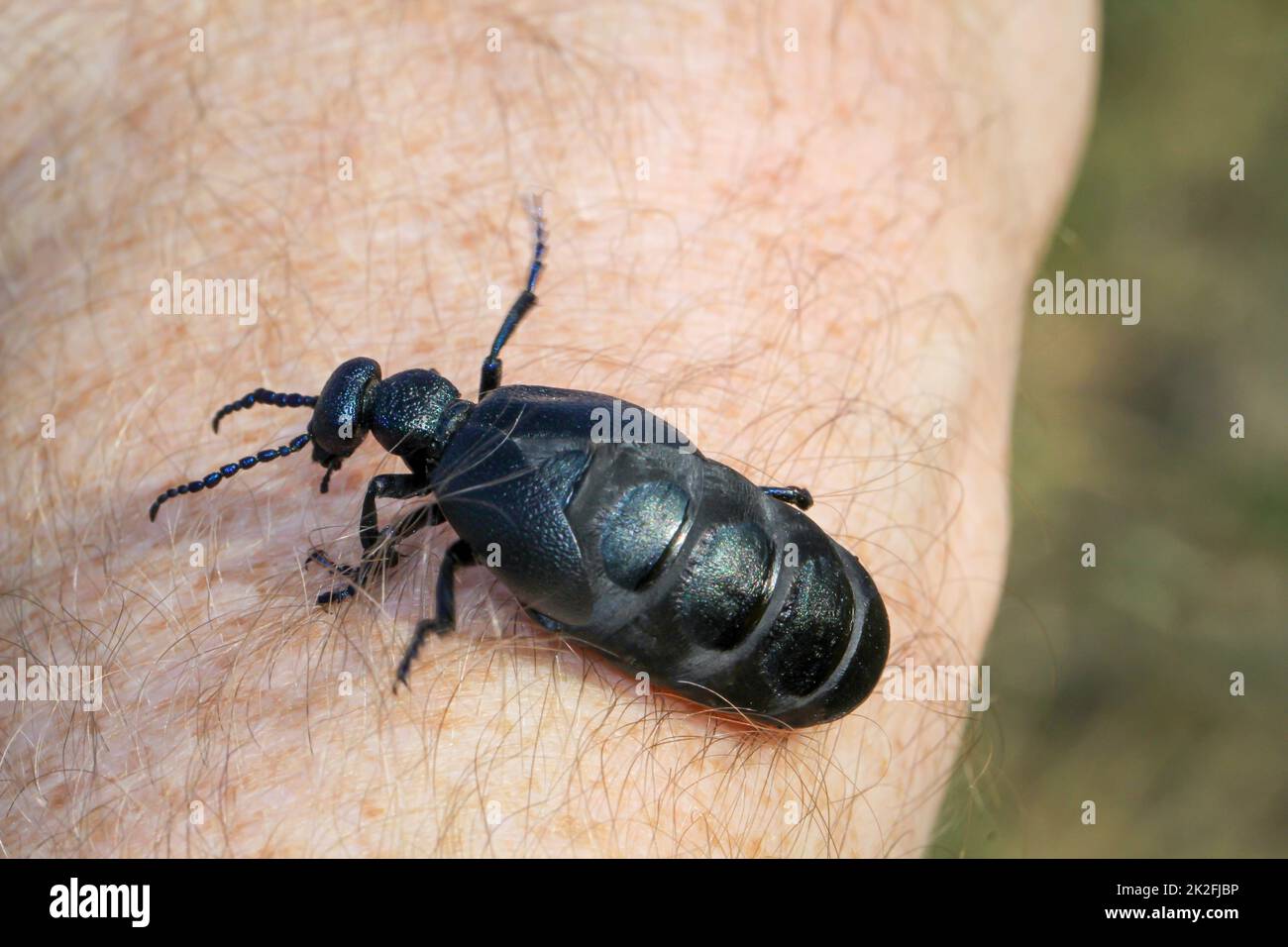 Portrait of a black blue oil beetle. These beetles are poisonous and ...