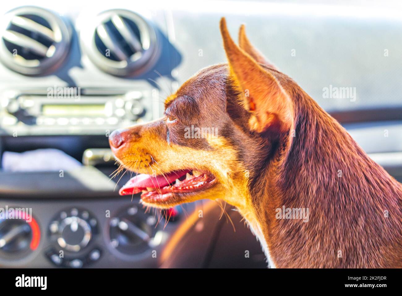 Very happy and cheerful russian toy terrier dog Tulum Mexico Stock ...