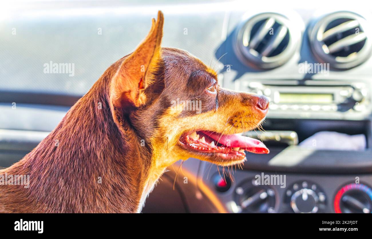 Very happy and cheerful russian toy terrier dog Tulum Mexico Stock ...