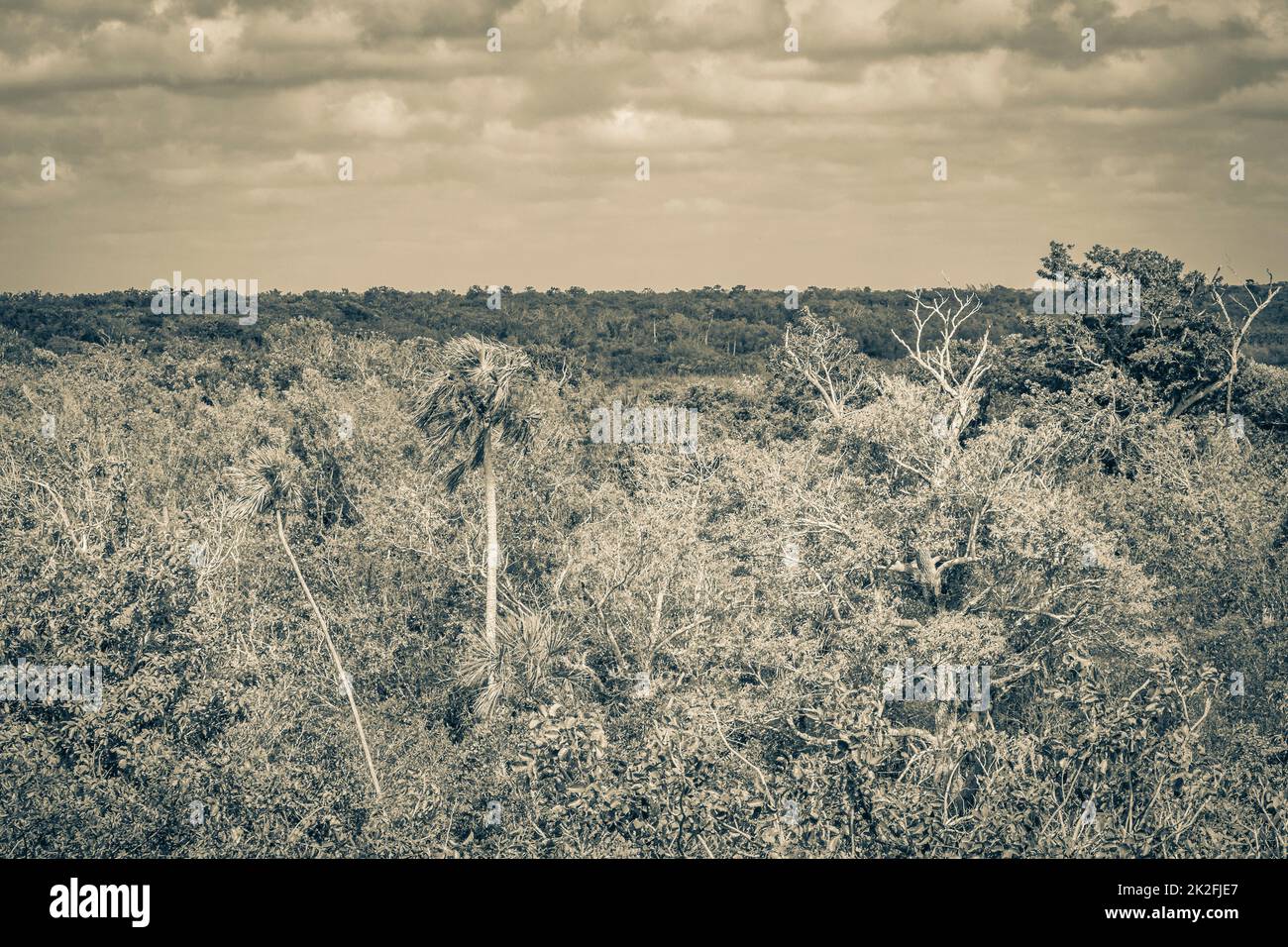 Muyil Lagoon panorama view in tropical jungle of amazing Mexico Stock ...