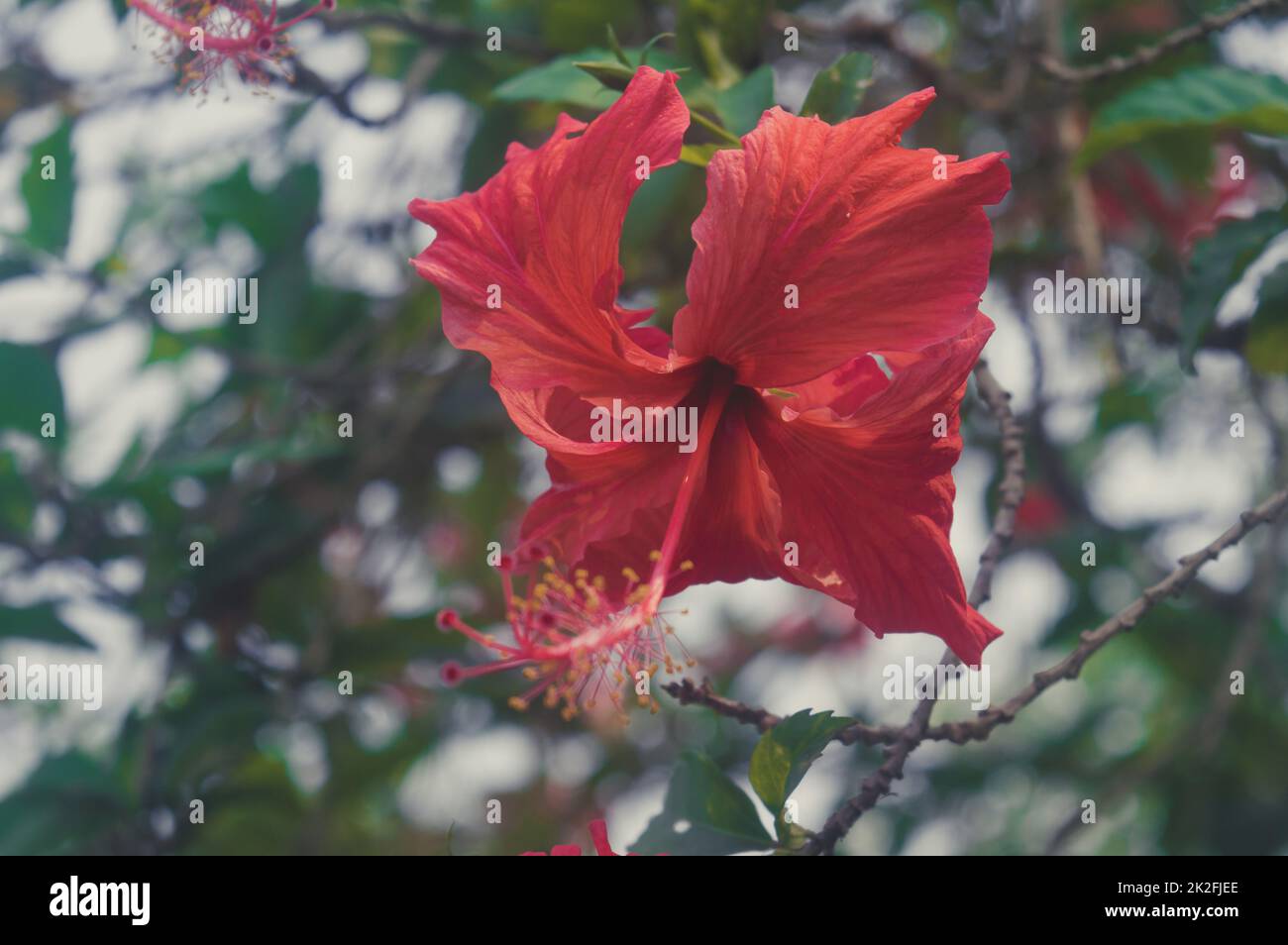 Siam Garden Red Hibiscus Flower or China rose Plant Gudhal Jaba Close ...