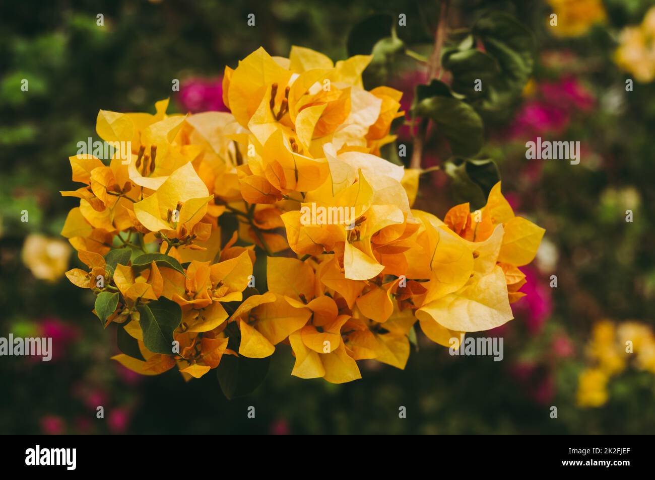 Bougainvillea Yellow flower colorful ornamental vine Plant closeup ...