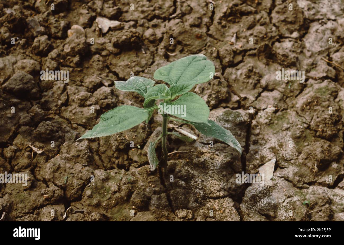 Agriculture. A Growing plant. New Plant growing in sunlight. Sprouting ...