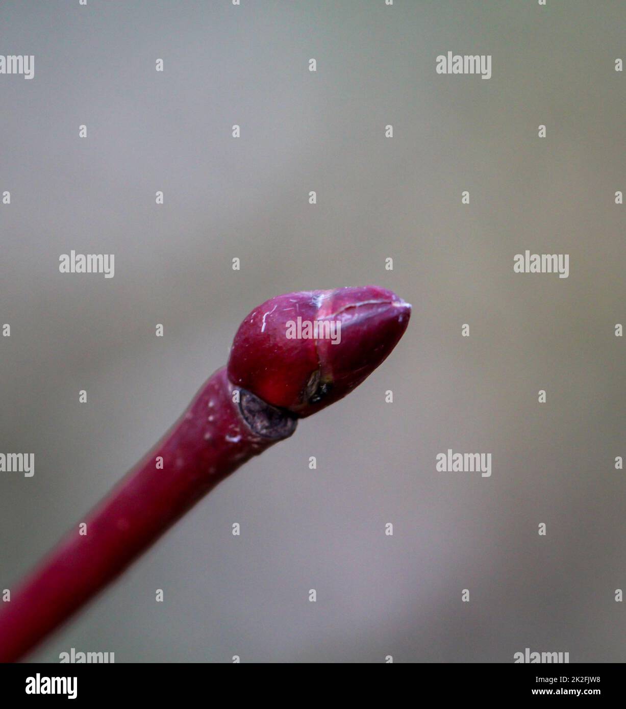 The first shoots of a tree, a shrub in the spring Stock Photo - Alamy