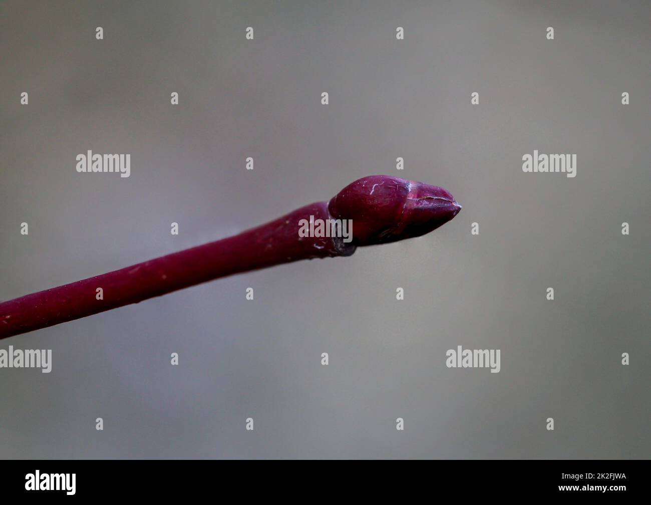 The first shoots of a tree, a shrub in the spring Stock Photo - Alamy