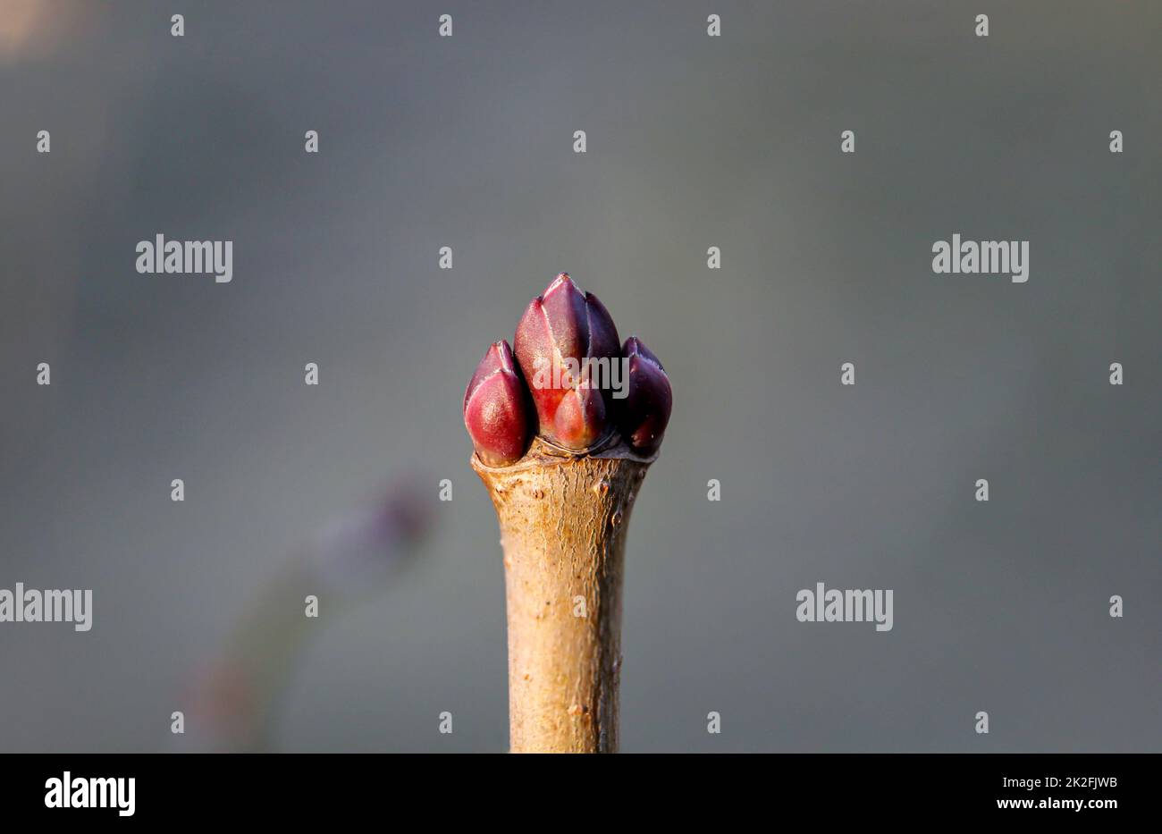 The first shoots of a tree, a shrub in the spring Stock Photo - Alamy