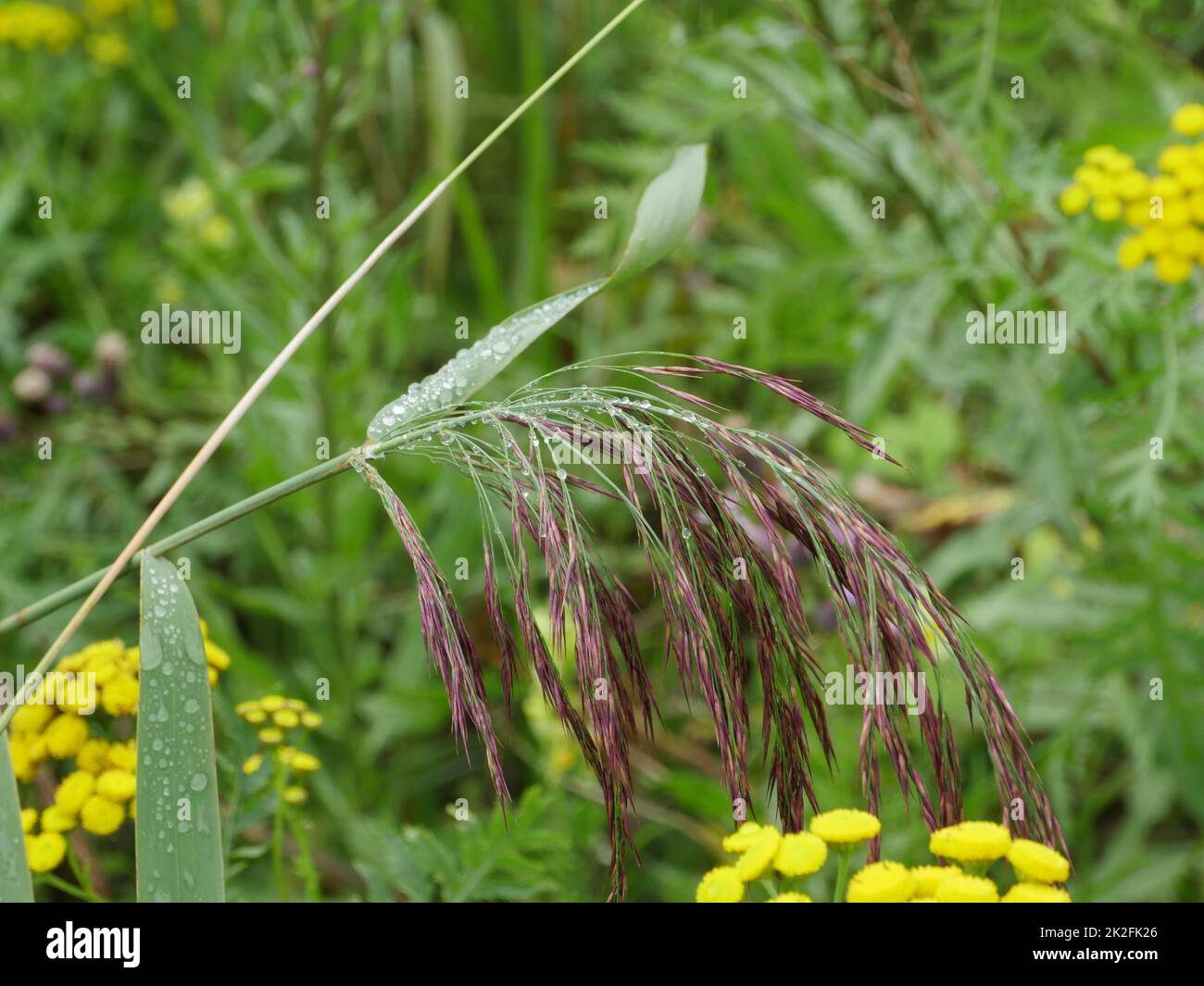 dew on ears and leaves Stock Photo - Alamy