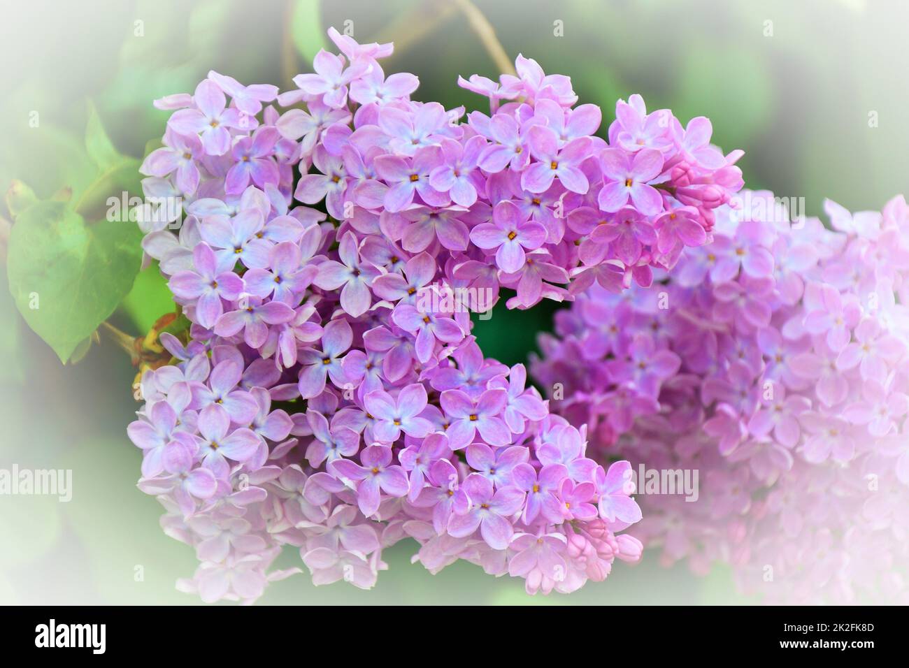 Flowers of ordinary lilac (Latin Syringa vulgaris) of lilac color Stock ...