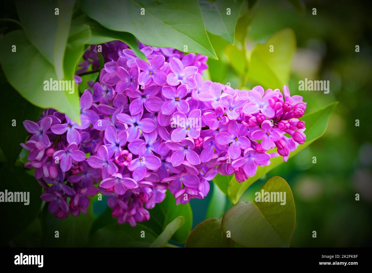 Flowers of ordinary lilac (Latin Syringa vulgaris) of lilac color Stock ...
