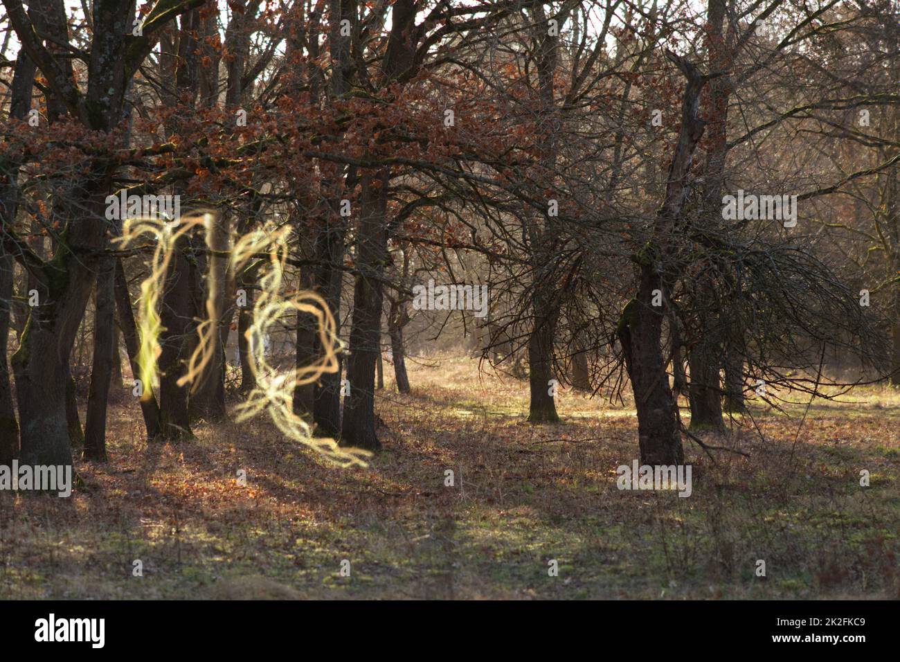 zodiac sign virgo in a sunlit forest glade Stock Photo - Alamy