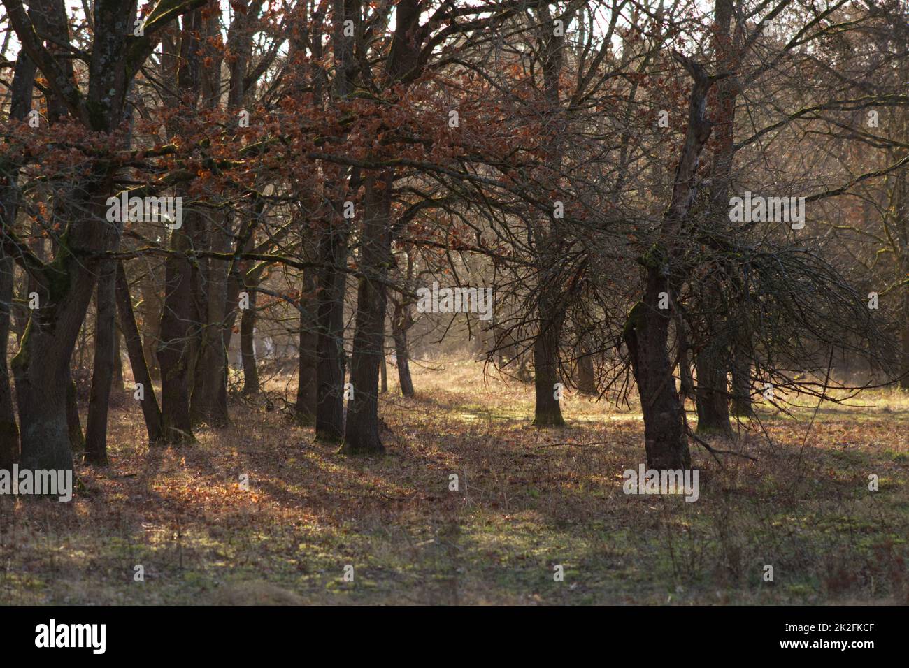 Sunlit forest glade Stock Photo - Alamy