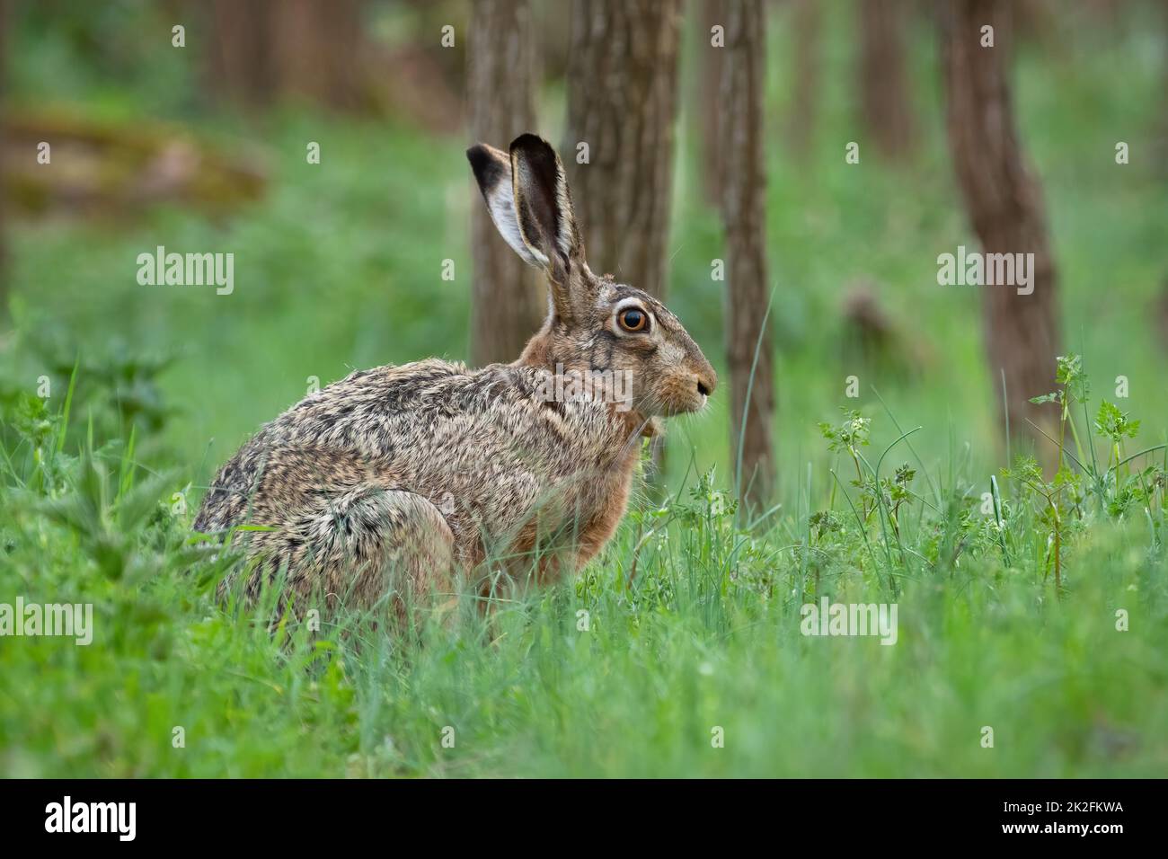 Hare sitting hi-res stock photography and images - Alamy
