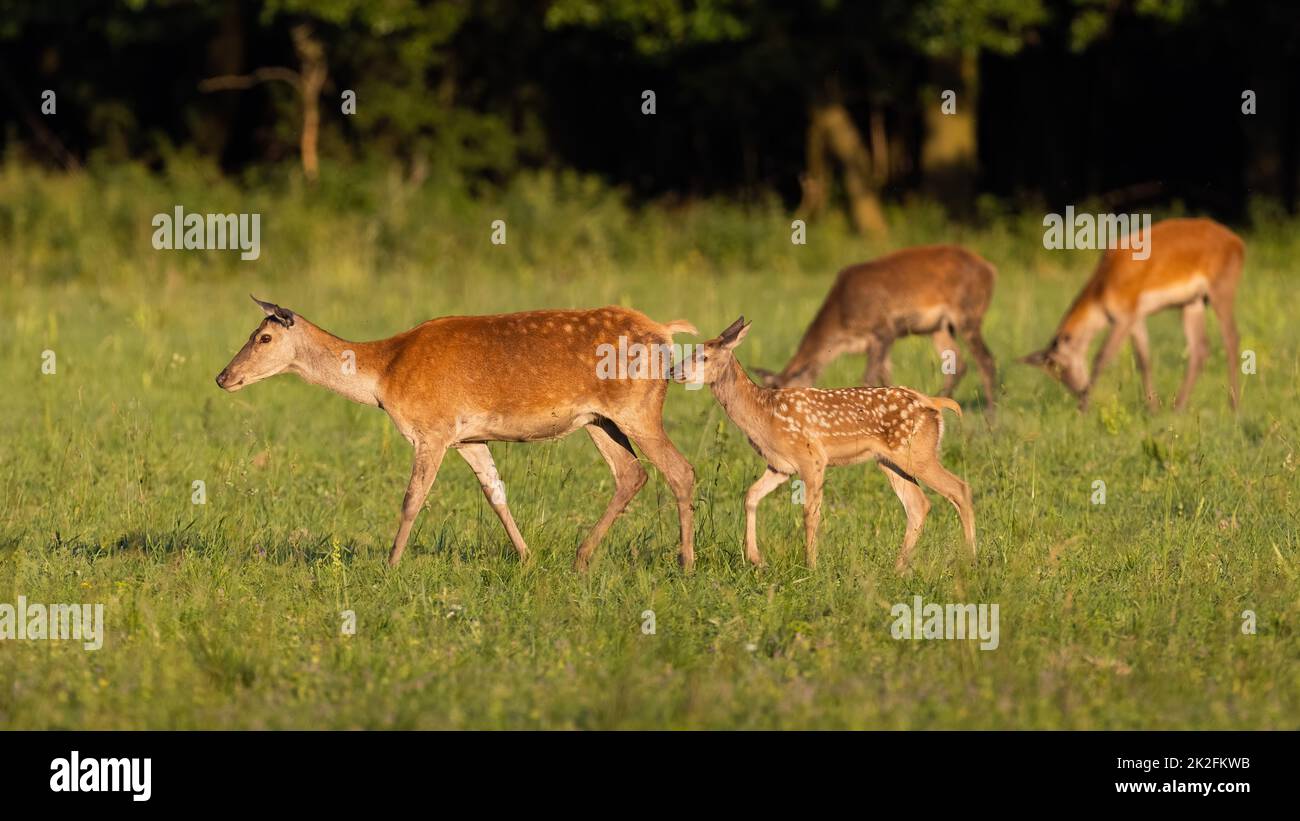 Little group of red deer walking on grassland in summer Stock Photo - Alamy