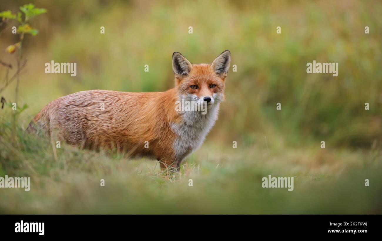 Fox standing hi-res stock photography and images - Alamy