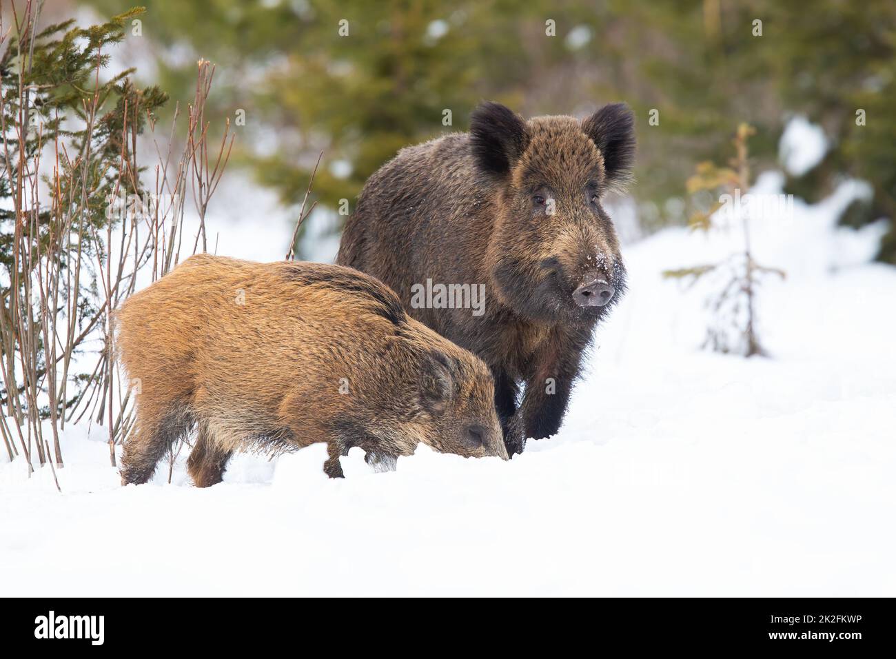 Wild boar pair hi-res stock photography and images - Alamy