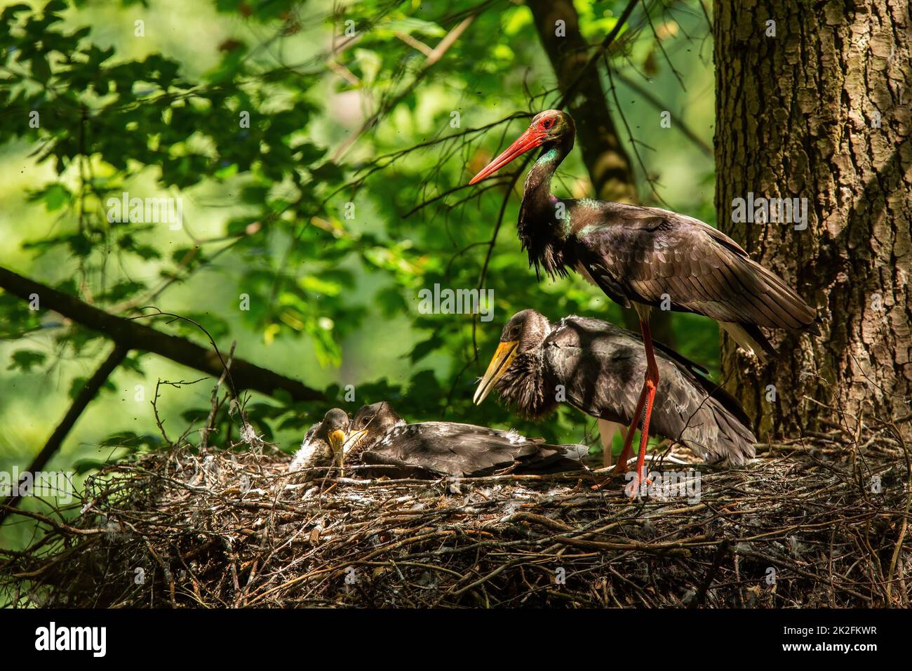 Family of black stork nesting on tree in summer nature Stock Photo - Alamy