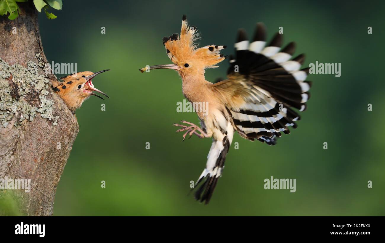 Green wood hoopoe nest hi-res stock photography and images - Alamy