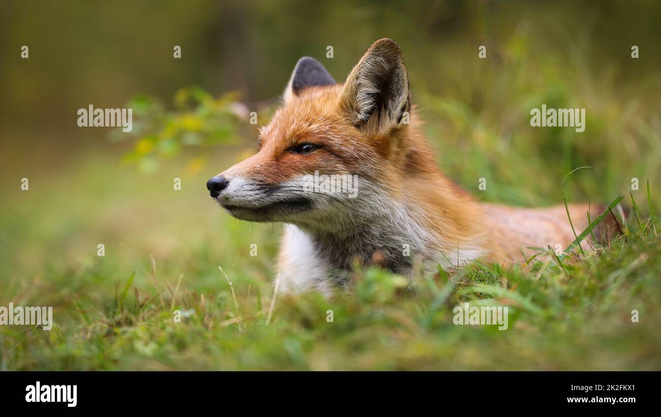 Fox lying down hi-res stock photography and images - Alamy