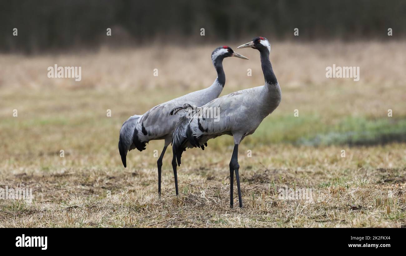 Couple common crane observing on dry grassland in spring Stock Photo ...