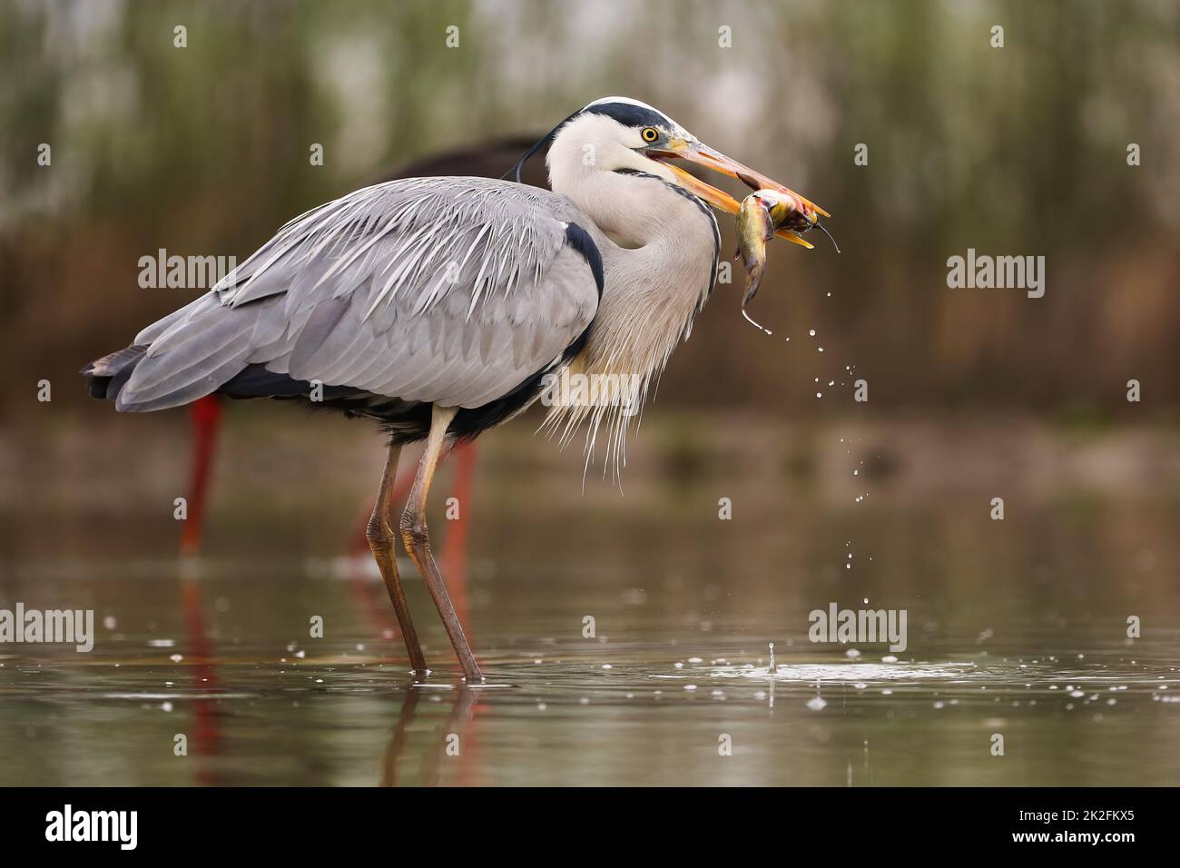Grey heron catching fish in water in spring from side Stock Photo - Alamy