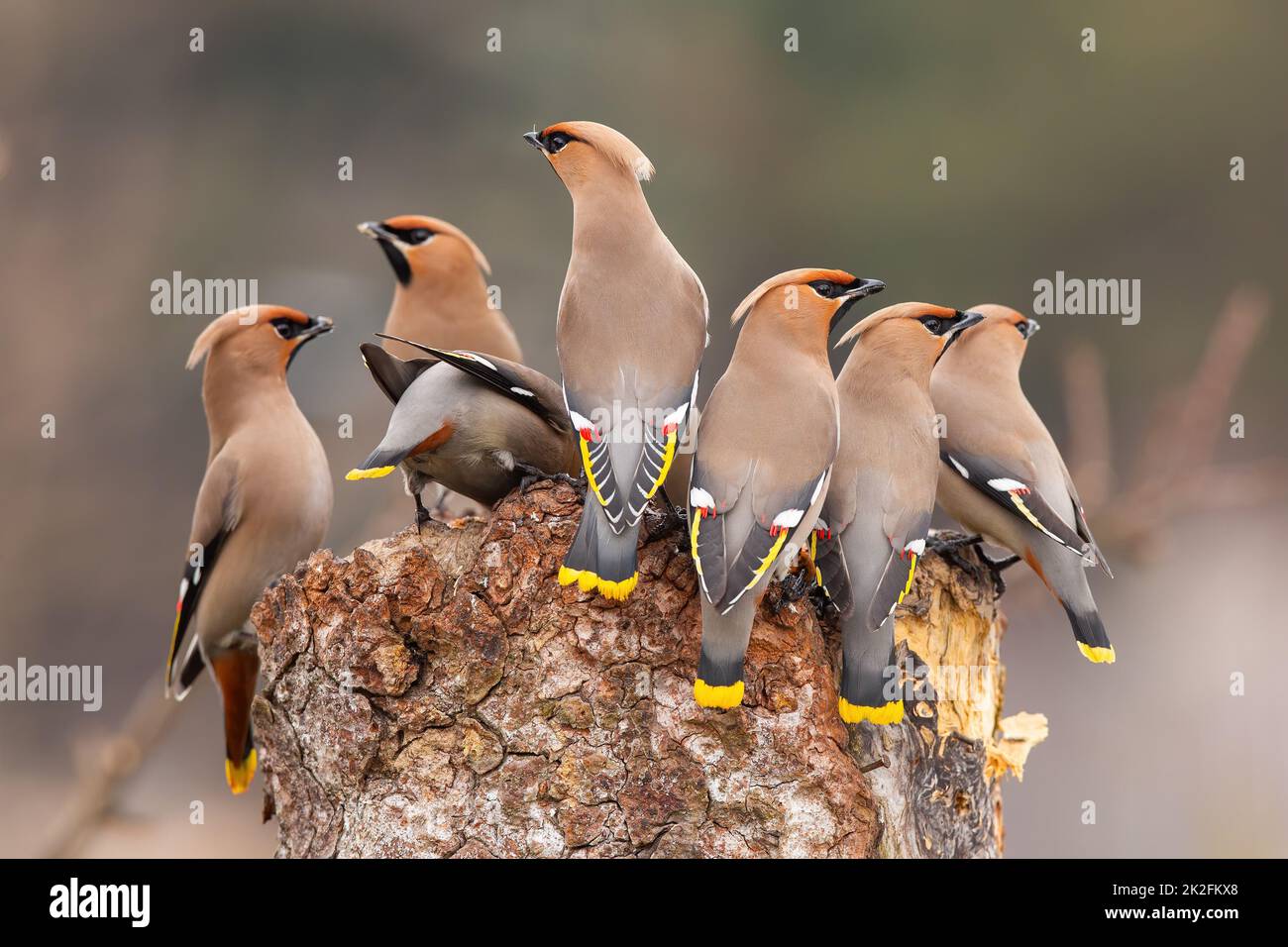 Flock of bohemian waxwing sitting on stump in winter Stock Photo - Alamy