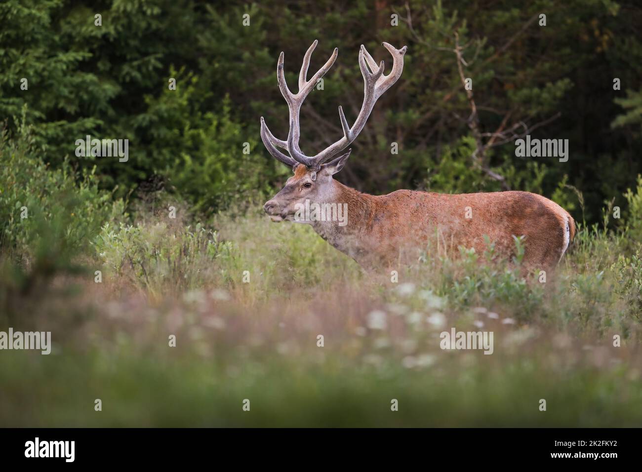 Summer wild wilderness nature hi-res stock photography and images - Alamy