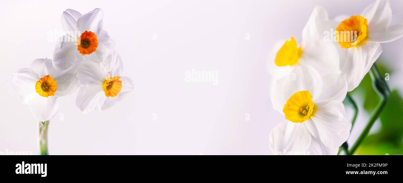 Many spring flowers on white backround Stock Photo - Alamy