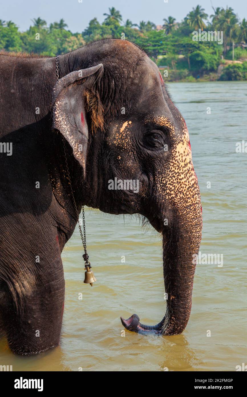Elephant bathing in the river Stock Photo - Alamy