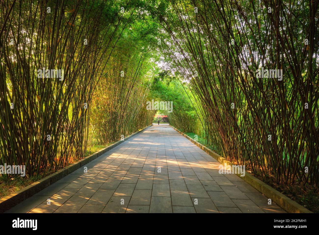 Sichuan forest hi-res stock photography and images - Alamy