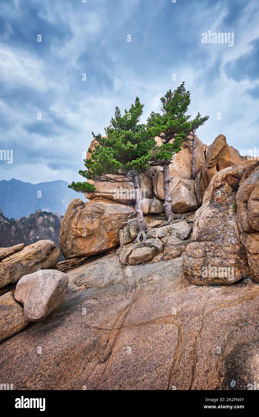 Rock with pine trees in Seoraksan National Park, South Korea Stock ...
