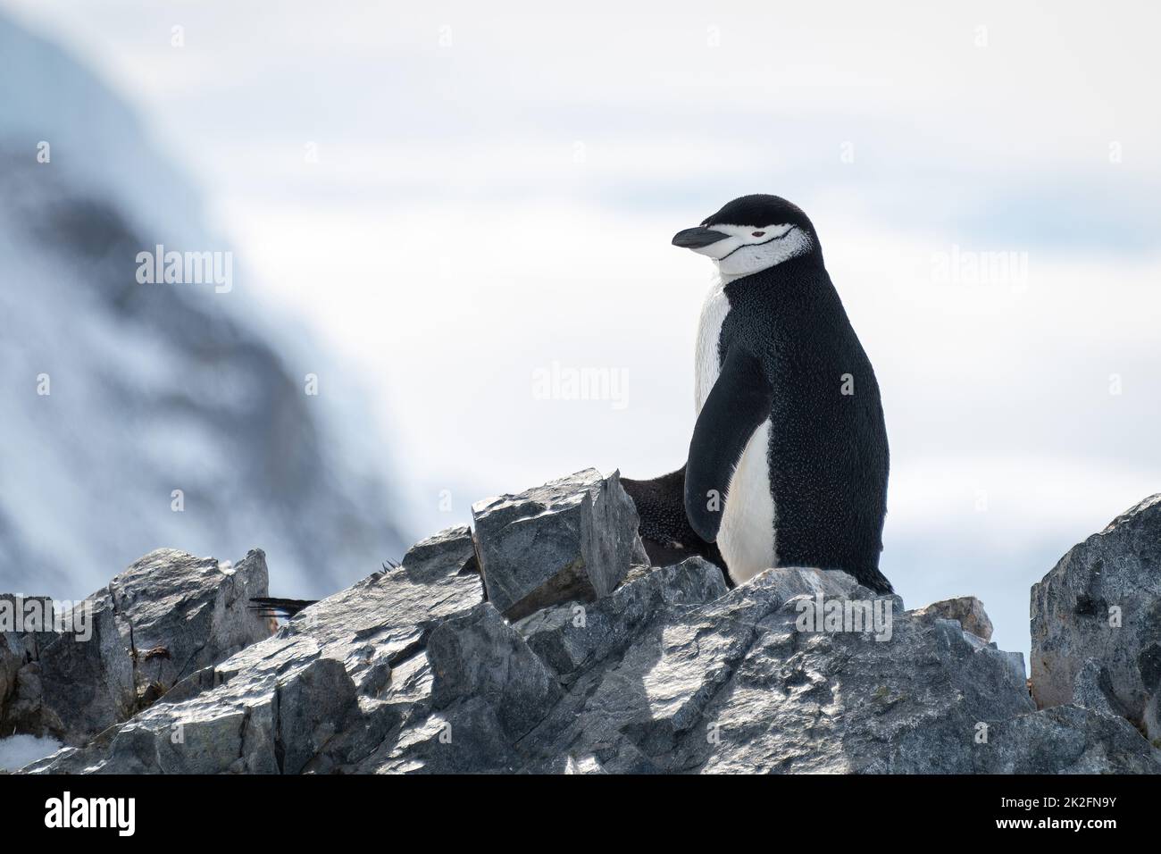 Left facing animal hi-res stock photography and images - Alamy