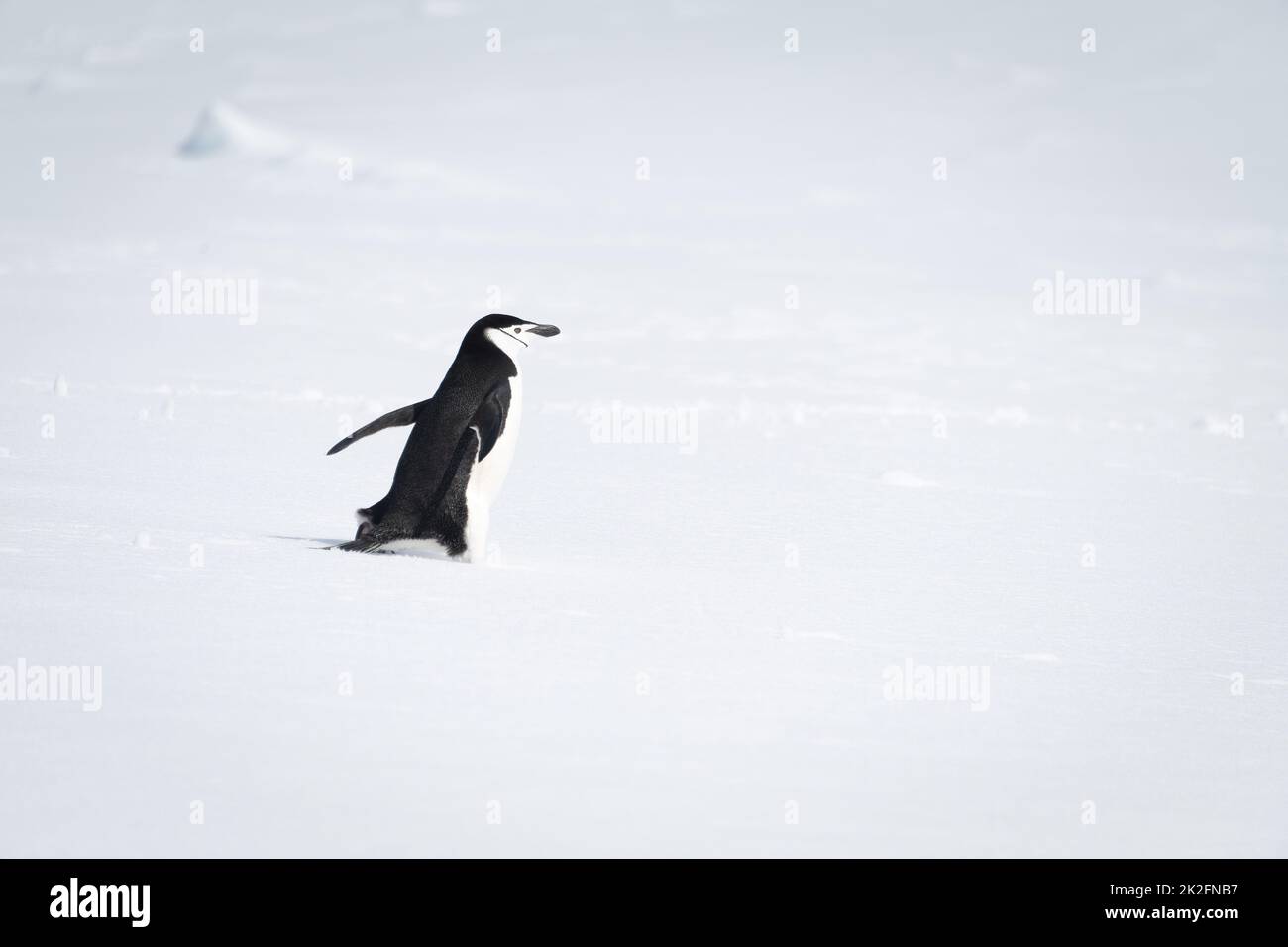 Chinstrap penguin strides across snow facing right Stock Photo - Alamy