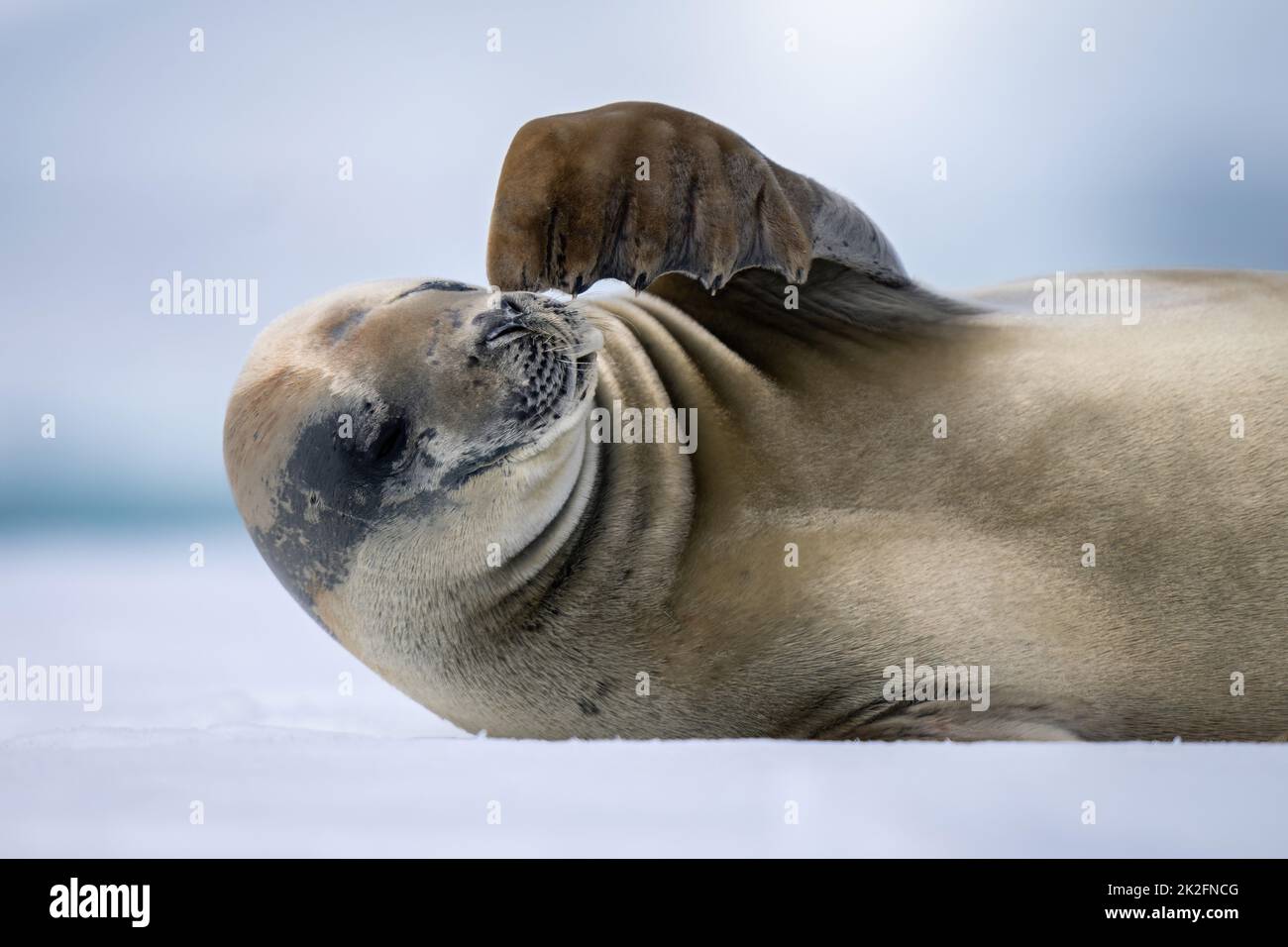 Seal face close up hi-res stock photography and images - Alamy