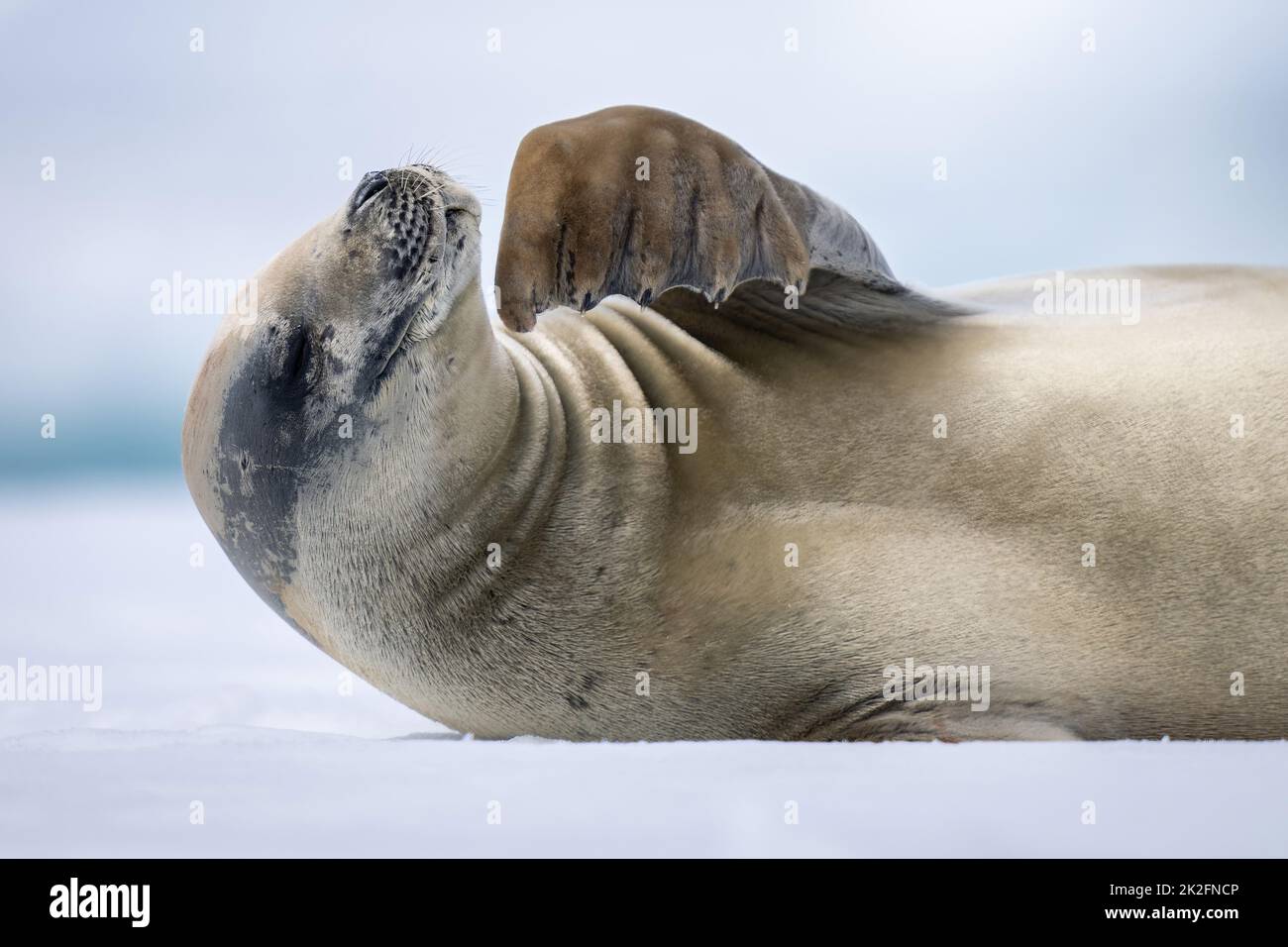 Mouth scratching hi-res stock photography and images - Alamy