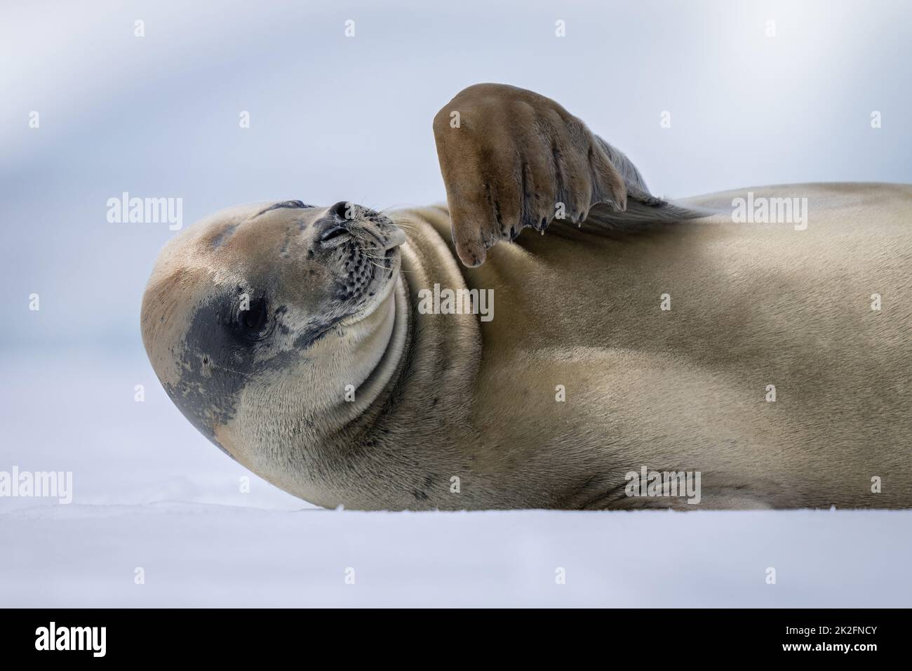 Close-up of crabeater seal waving its flipper Stock Photo - Alamy