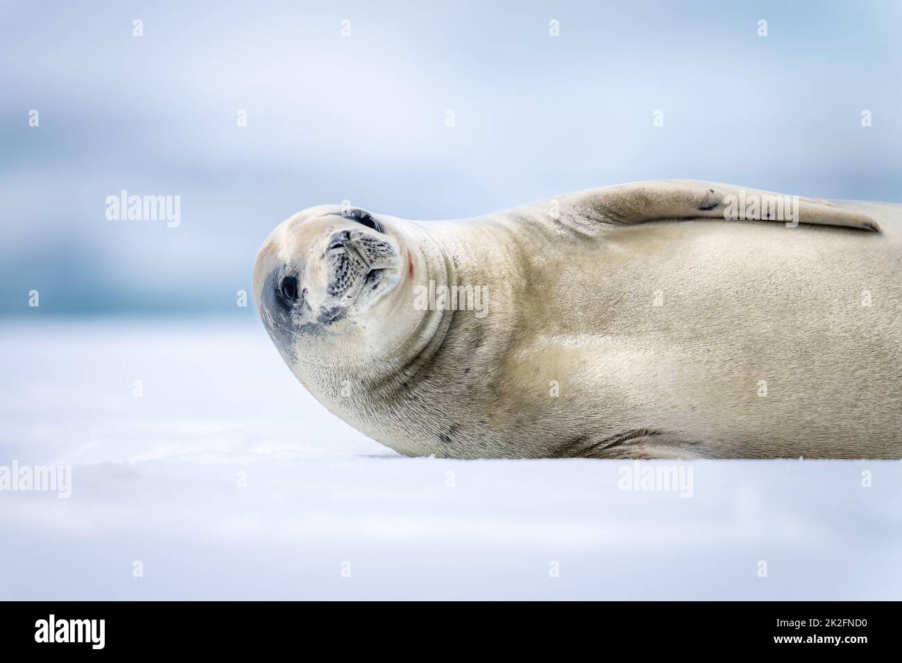 Seal lying down hi-res stock photography and images - Alamy