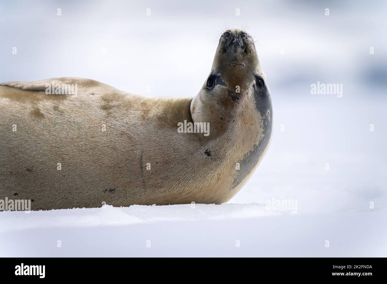 Seal head upside down hi-res stock photography and images - Alamy