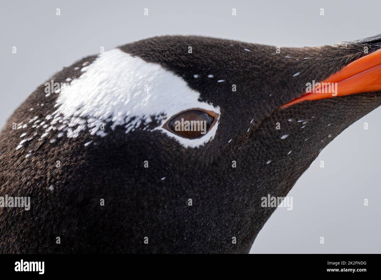 Animal eye reflection hi-res stock photography and images - Alamy