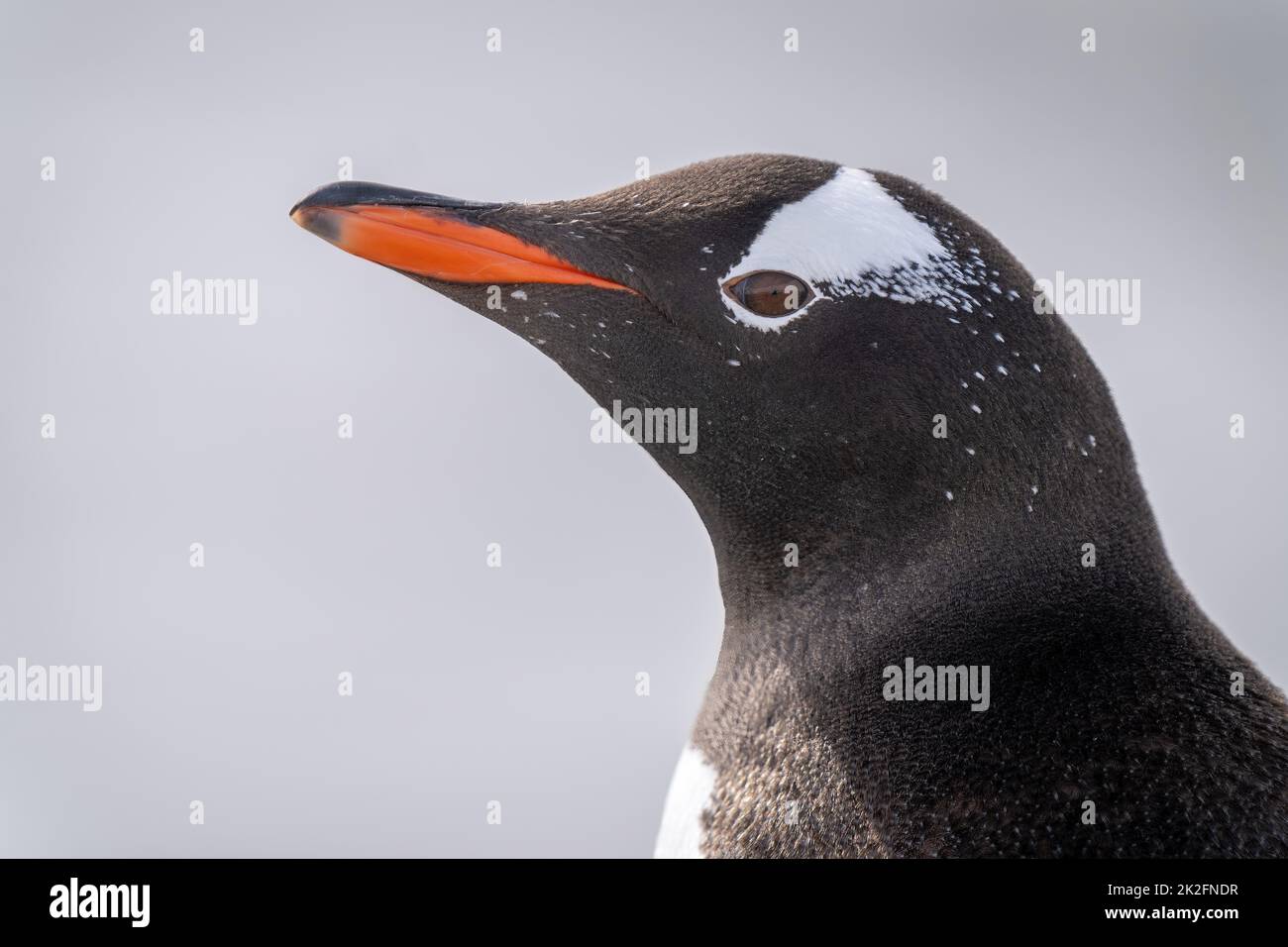 The head in profile hi-res stock photography and images - Alamy